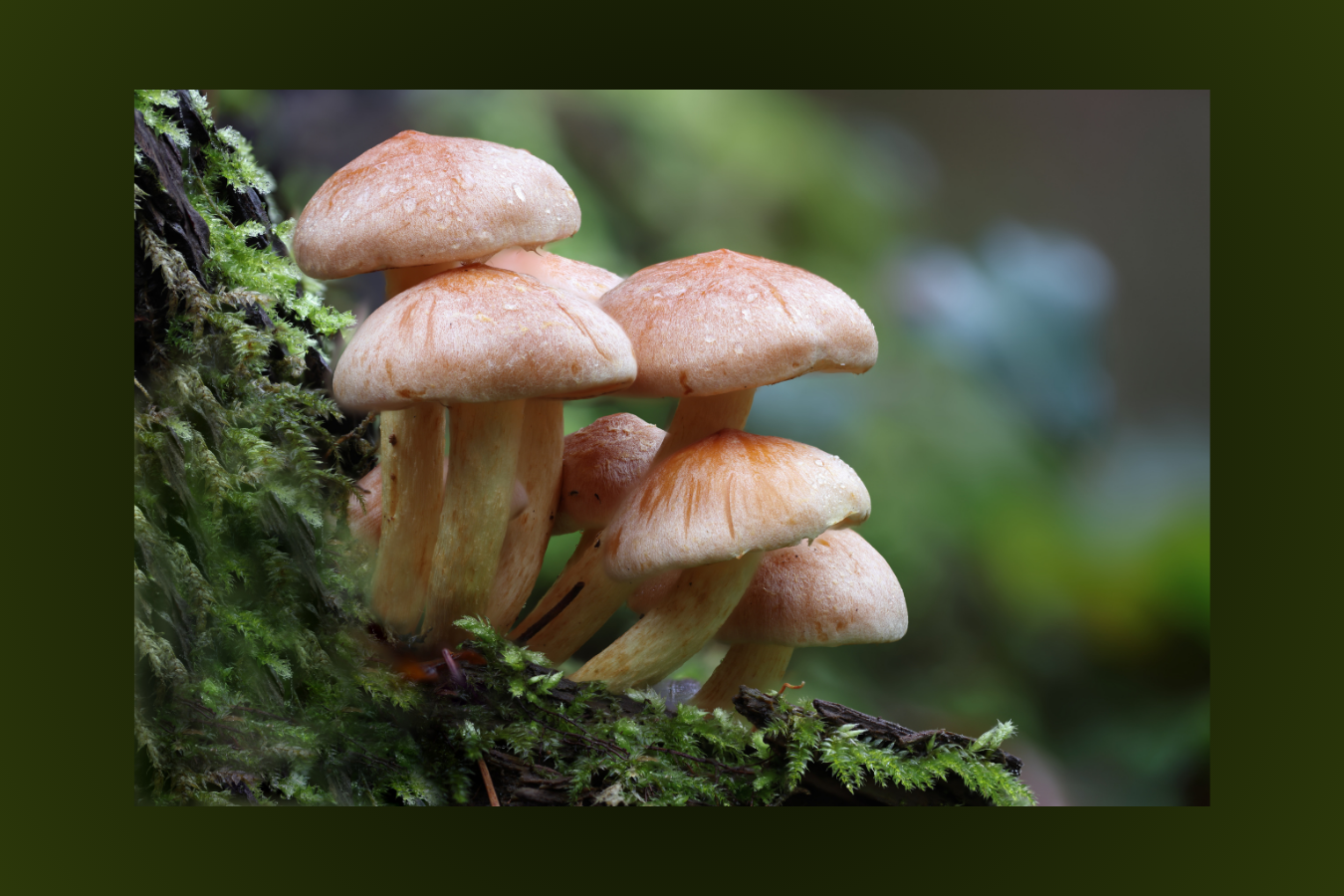 Out-Grow – Magento to Shopify Migration and Ongoing Shopify Store Impr - TheGenieLab